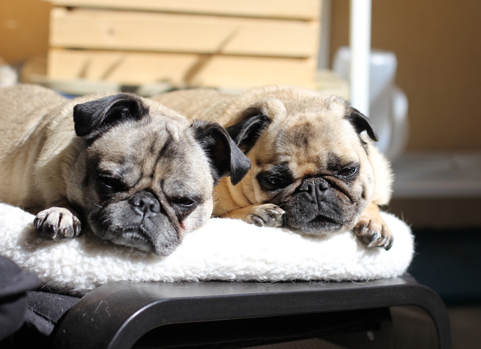 The Macy Dixie Line: Spring Ahead