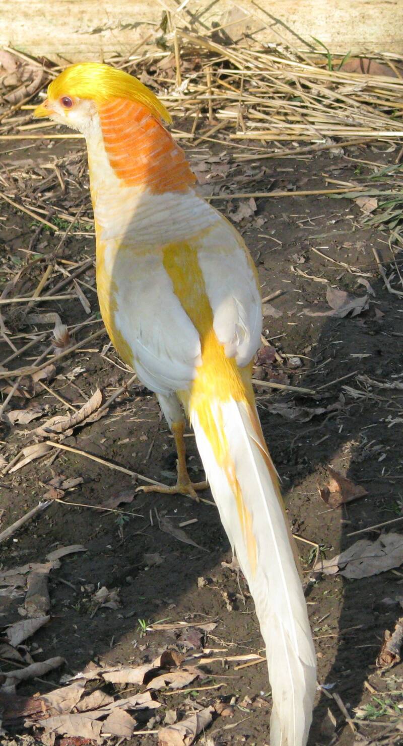 Faisanes: Mutaciones