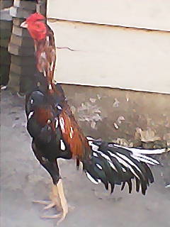 Ayam pakoy asli dan silangan