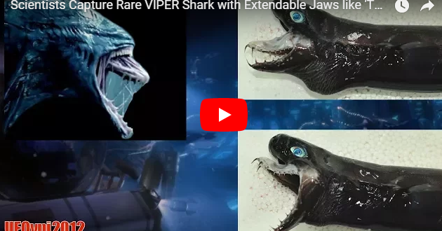 MFS VIRAL VIDS-2: Scientists Capture Rare VIPER Shark with Extendable ...