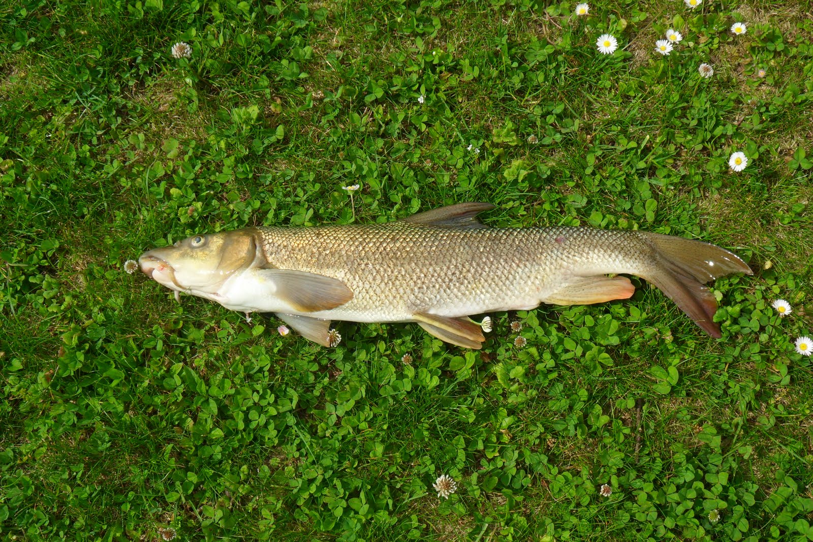 Aarefischer: Barbenfischen an der Aare