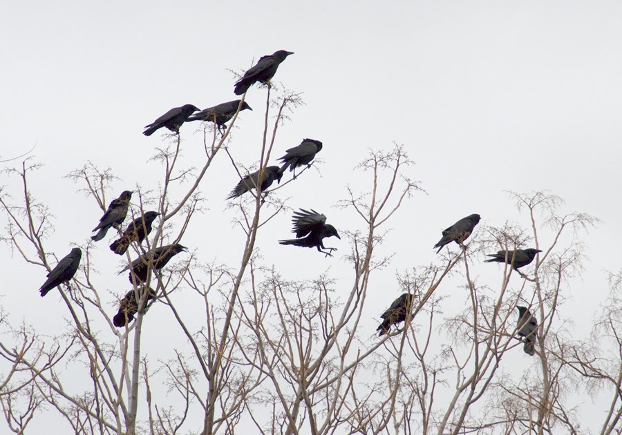 Reid’s Interwebsblogg: Crows Having a Meeting