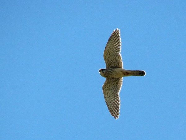 DVOGLED I VESLO: Apel: alpinisti i ptice grabljivice