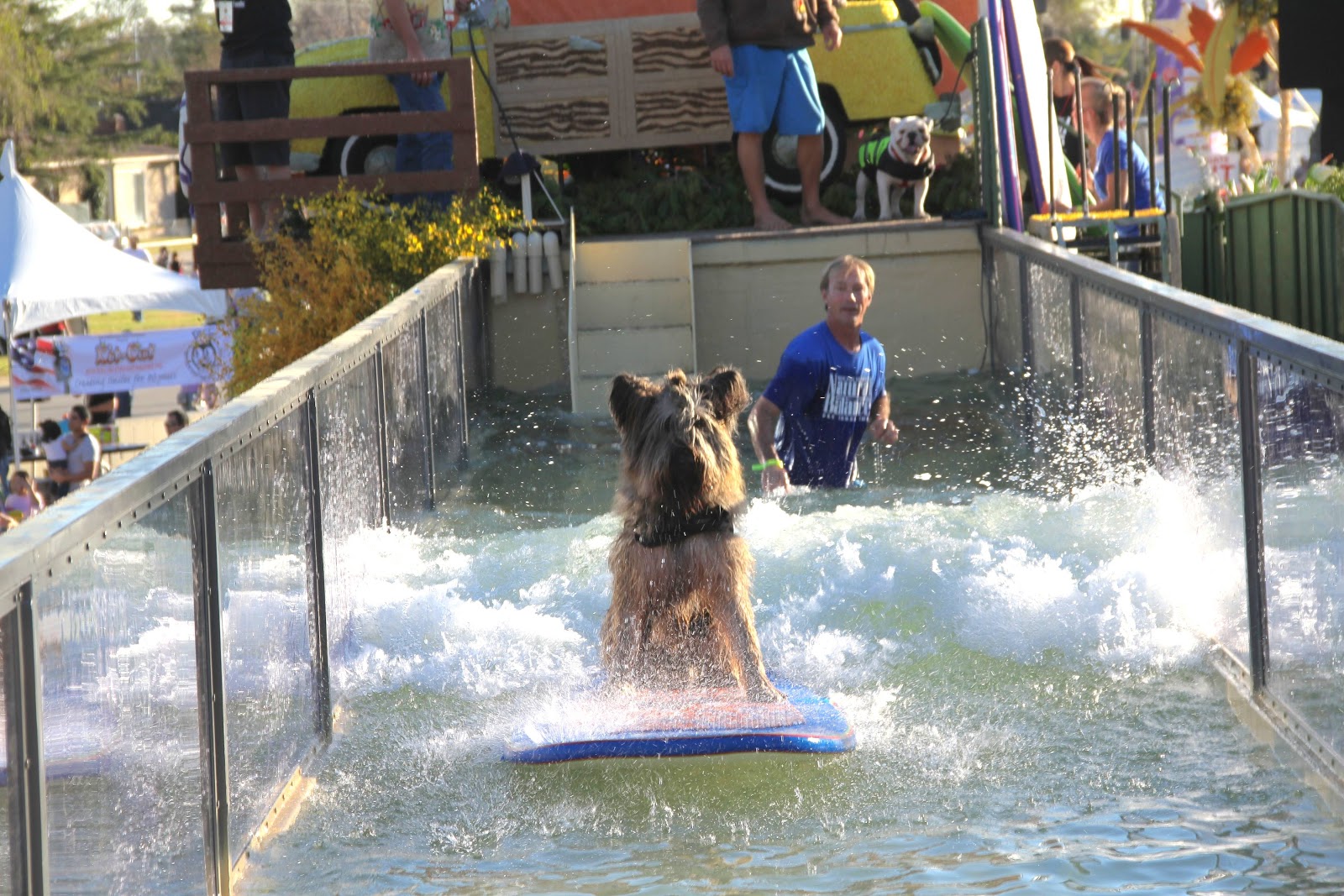 Things to Ponder: Dogs Surf the World's Longest & Heaviest Parade Float ...