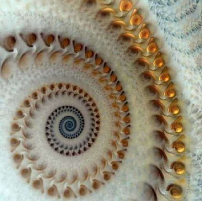 The Nicest Pictures: Spiral in a shell