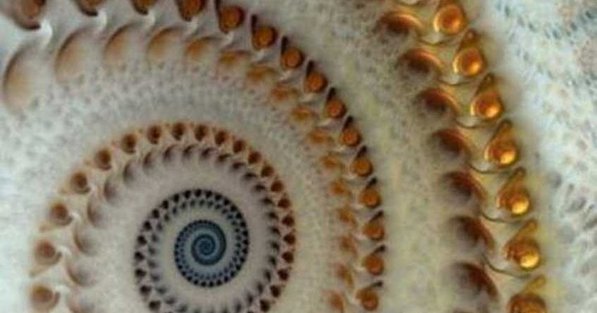 The Nicest Pictures: Spiral in a shell