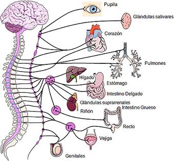 El Cerebro de Niños y Adolescentes: El Sistema Nervioso Simpático