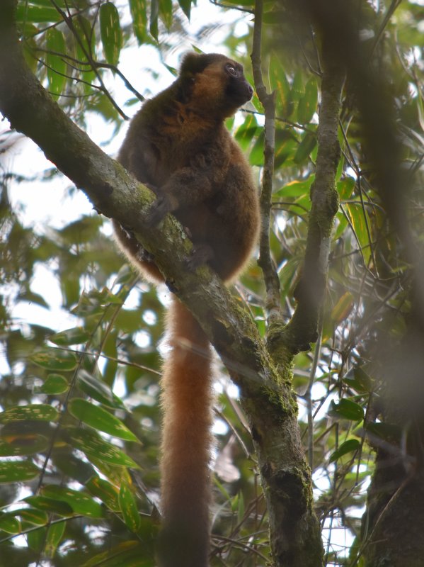Ian Fraser, talking naturally: Lemurs; ghosts of Madagascar