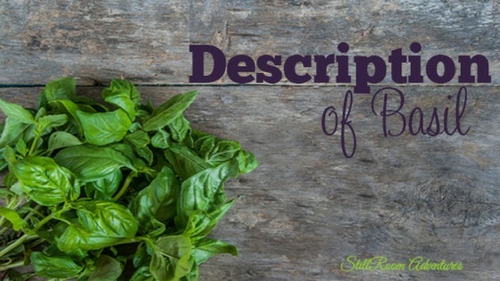 Description of Basil