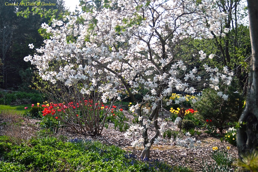 Conrad Art Glass & Gardens: Magnolias