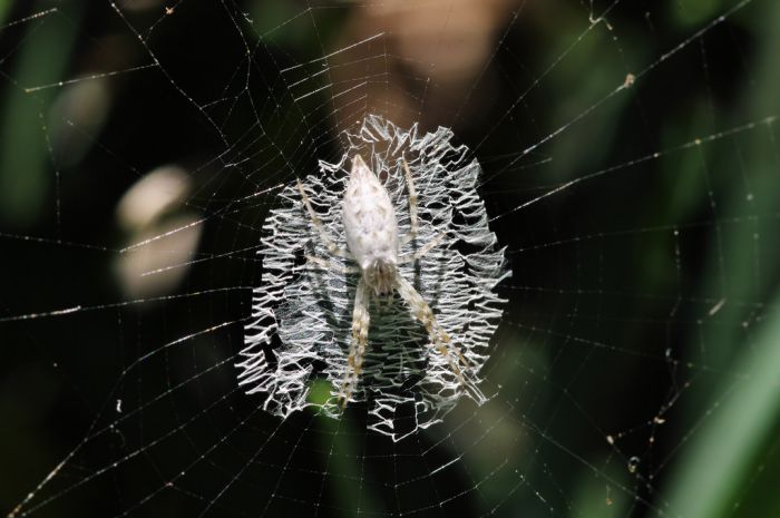 Beautiful spider web pictures (16 pics) | Amazing Creatures