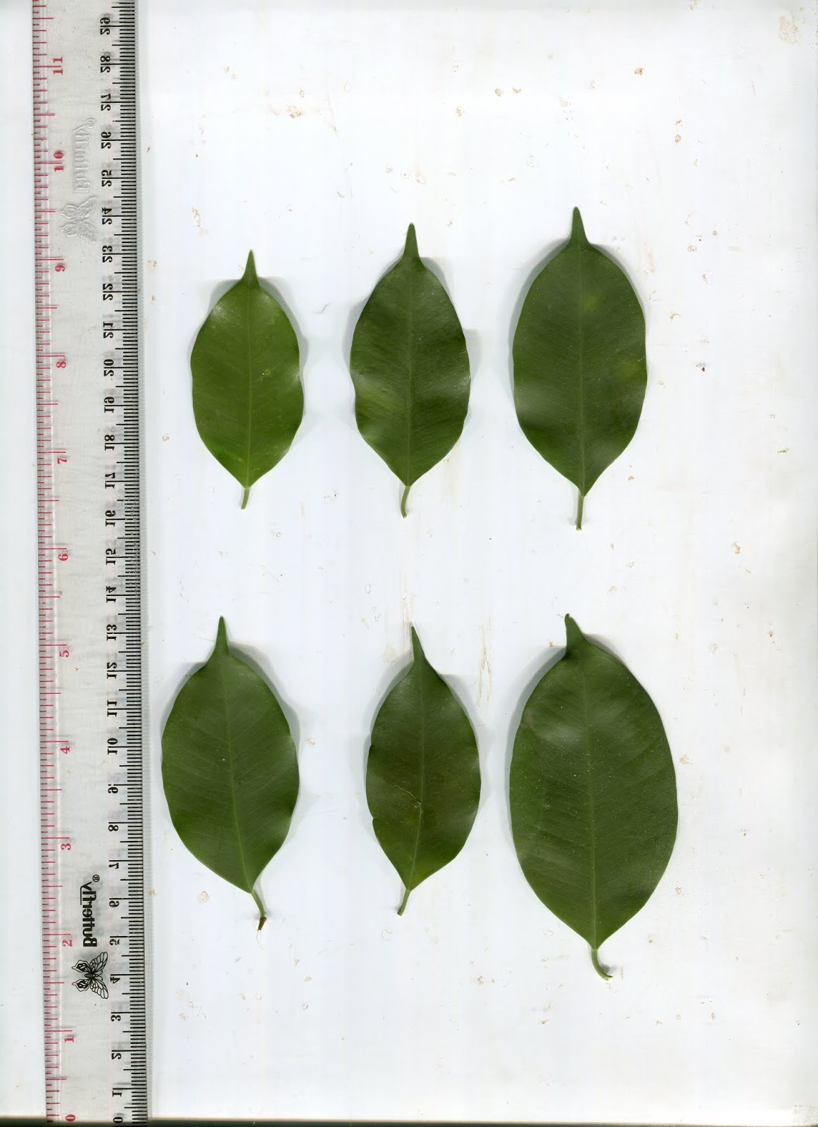 Best part of our life: Sharing! : [ImageJ] Threshold Color dan Wand ...