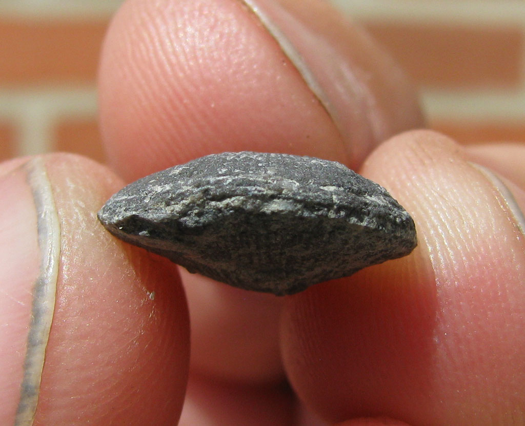 Views of the Mahantango: Orthis? sp. brachiopods from the Kalkberg ...