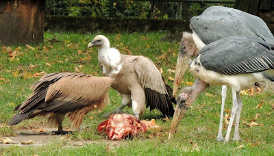 Fascinated by Vultures: 174 days old Eurasian Griffon Vulture fledgling