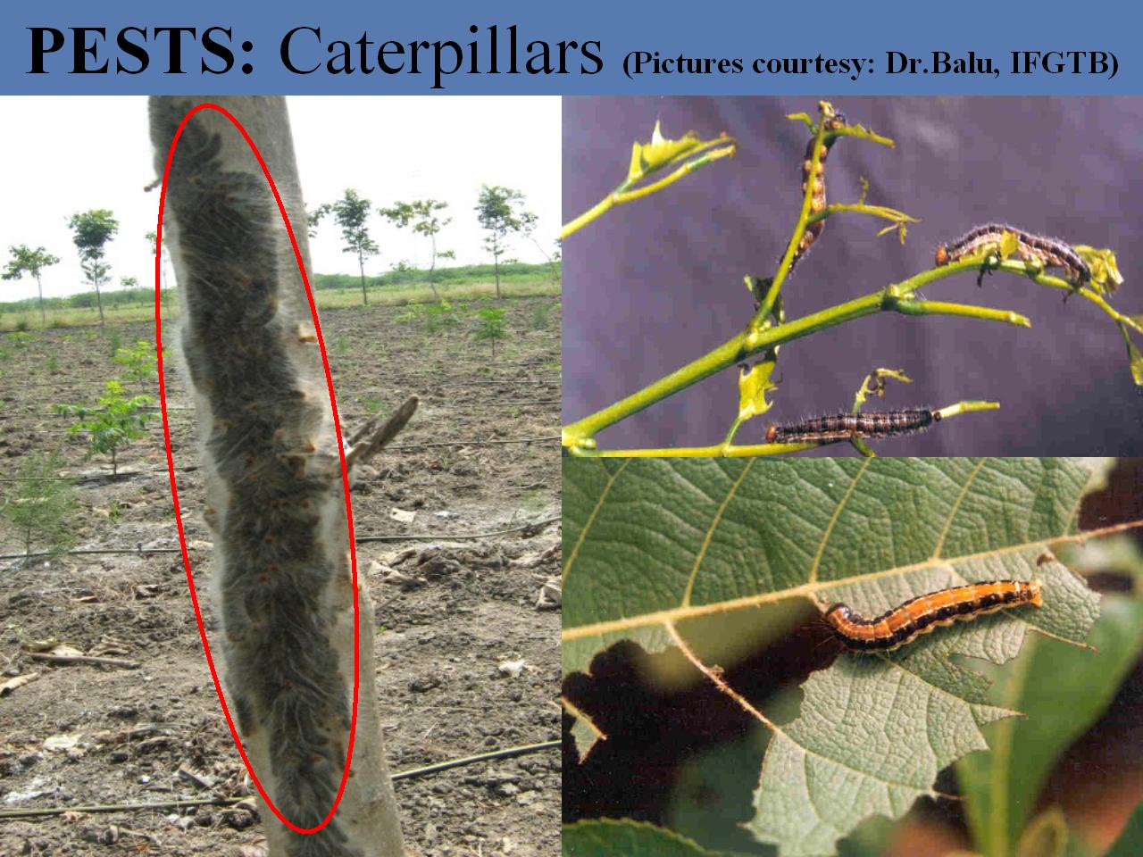 Agroforestry - A blog on Agrihortisilviculture: Insect pests of Gmelina ...