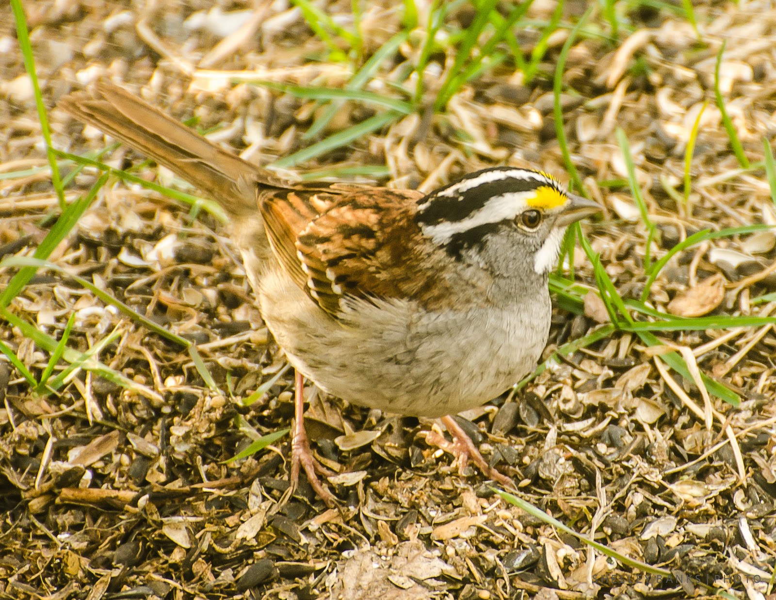 Prairie Nature: White-Throated Sparrow: Canada Songbird