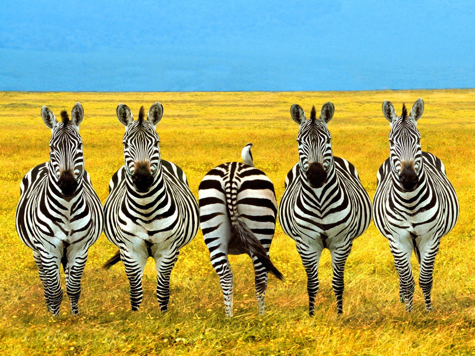 Zebra 1600 x 1200p HD Wallpaper | Full HD Wallpapers