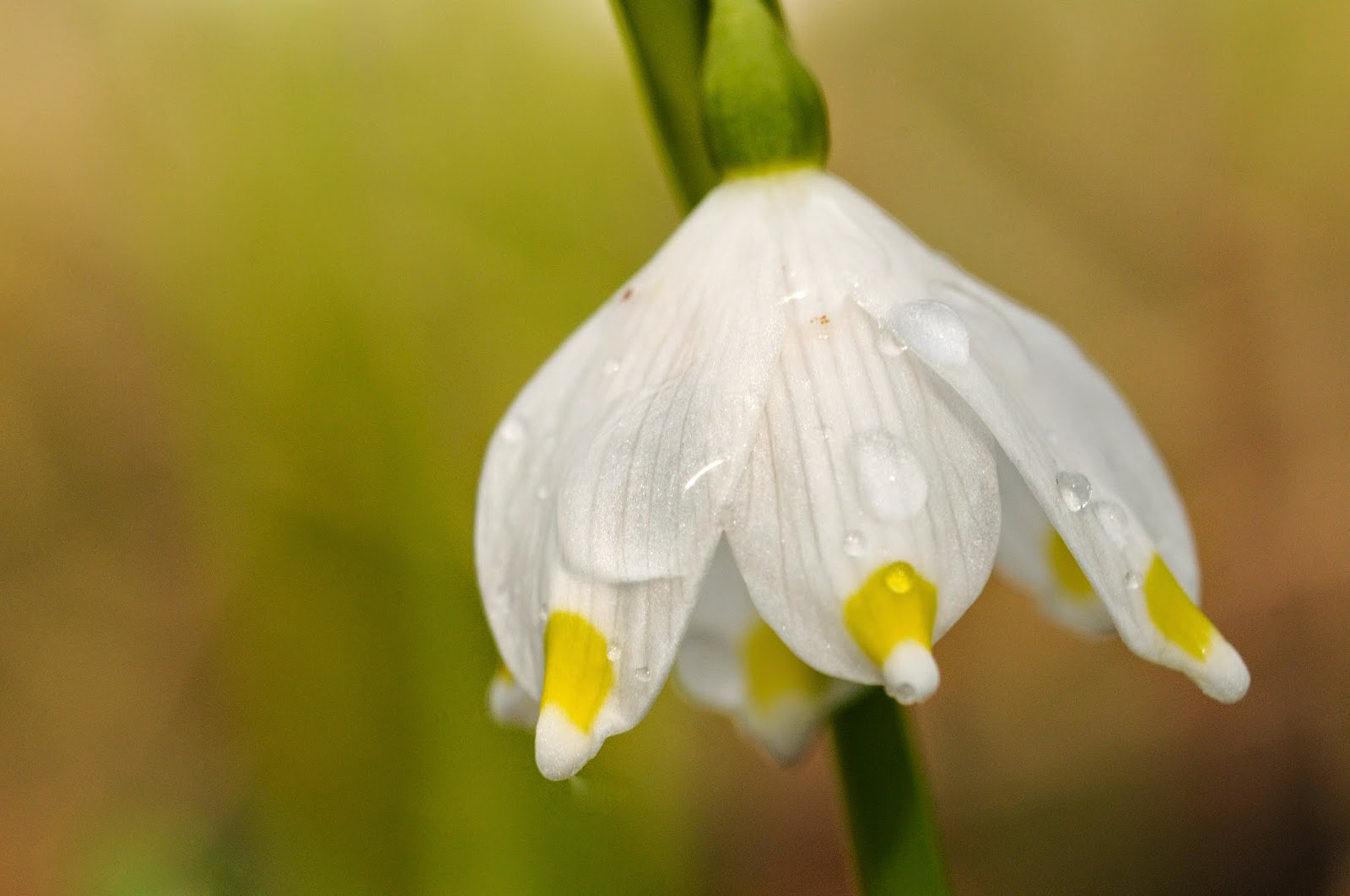 Ici et Là: Perce neige sauvage