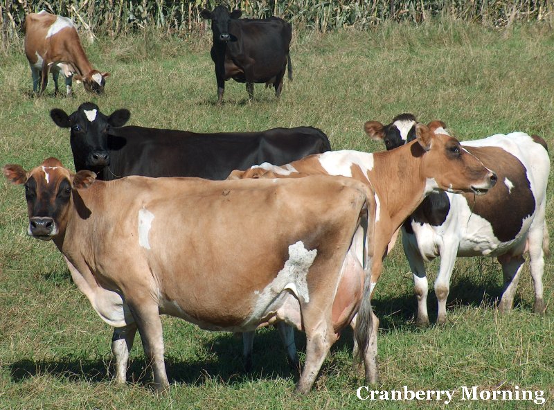 Cranberry Morning: Dairies, Cows, and Corn