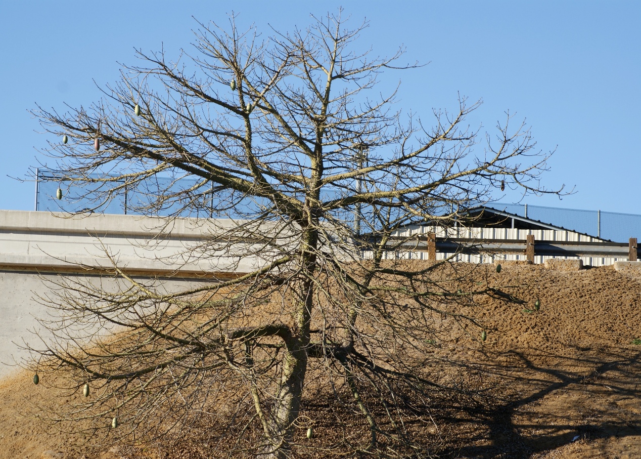 A photo, A thought............: Observation: Visual appeal of leafless ...