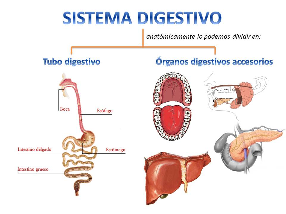 FISIOLOGÍA HUMANA: Sistema digestivo