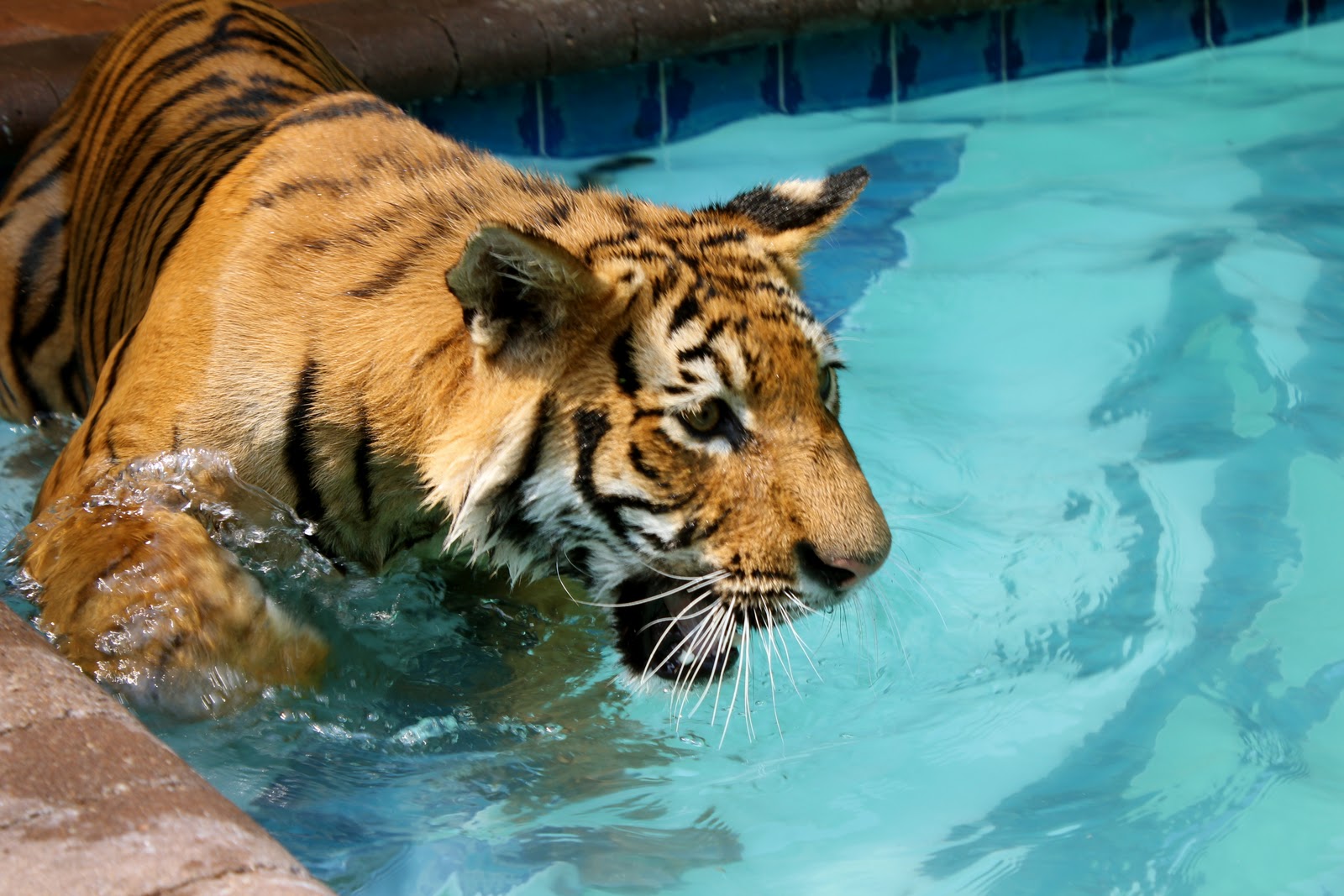 Christel - Veterinærstudent i Budapest: Swimming with Tigers