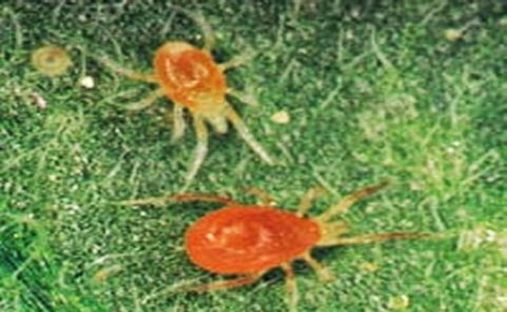 Kreasi Usaha: Pengendalian Hama Tungau Pada Tanaman Jeruk - Garda Remaja