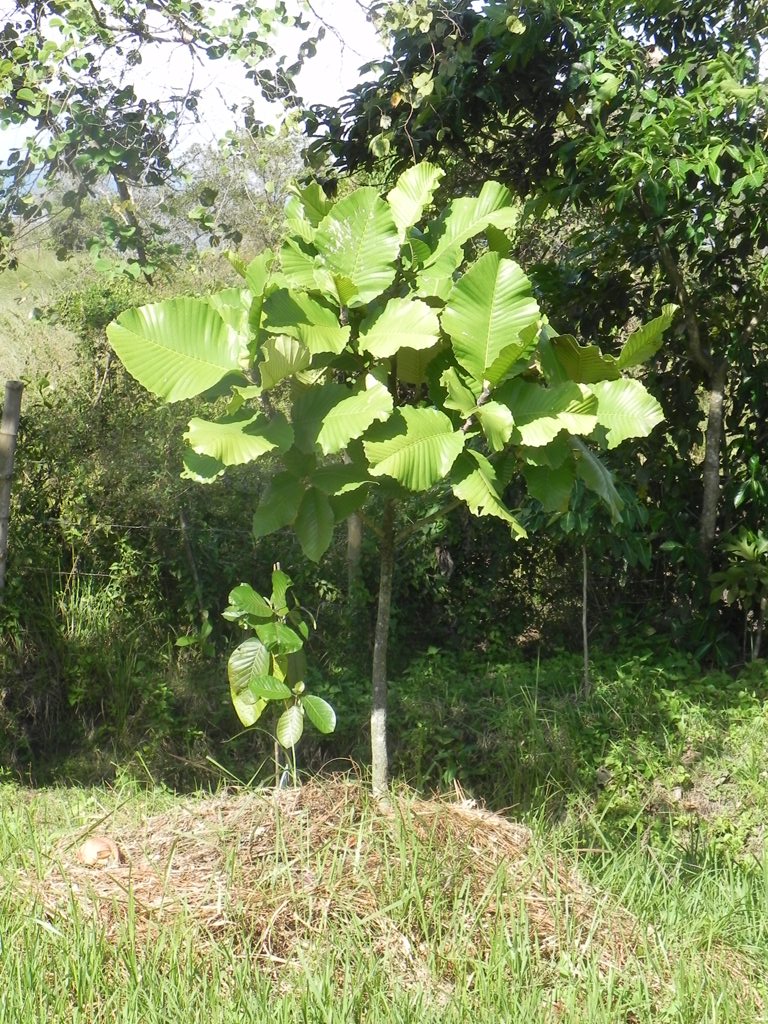 OUR PHILIPPINE TREES: Mega Foliage