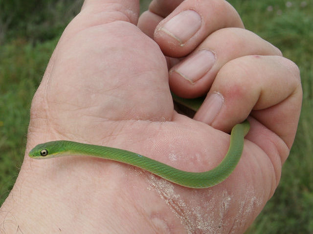 Little Rough Green Snake