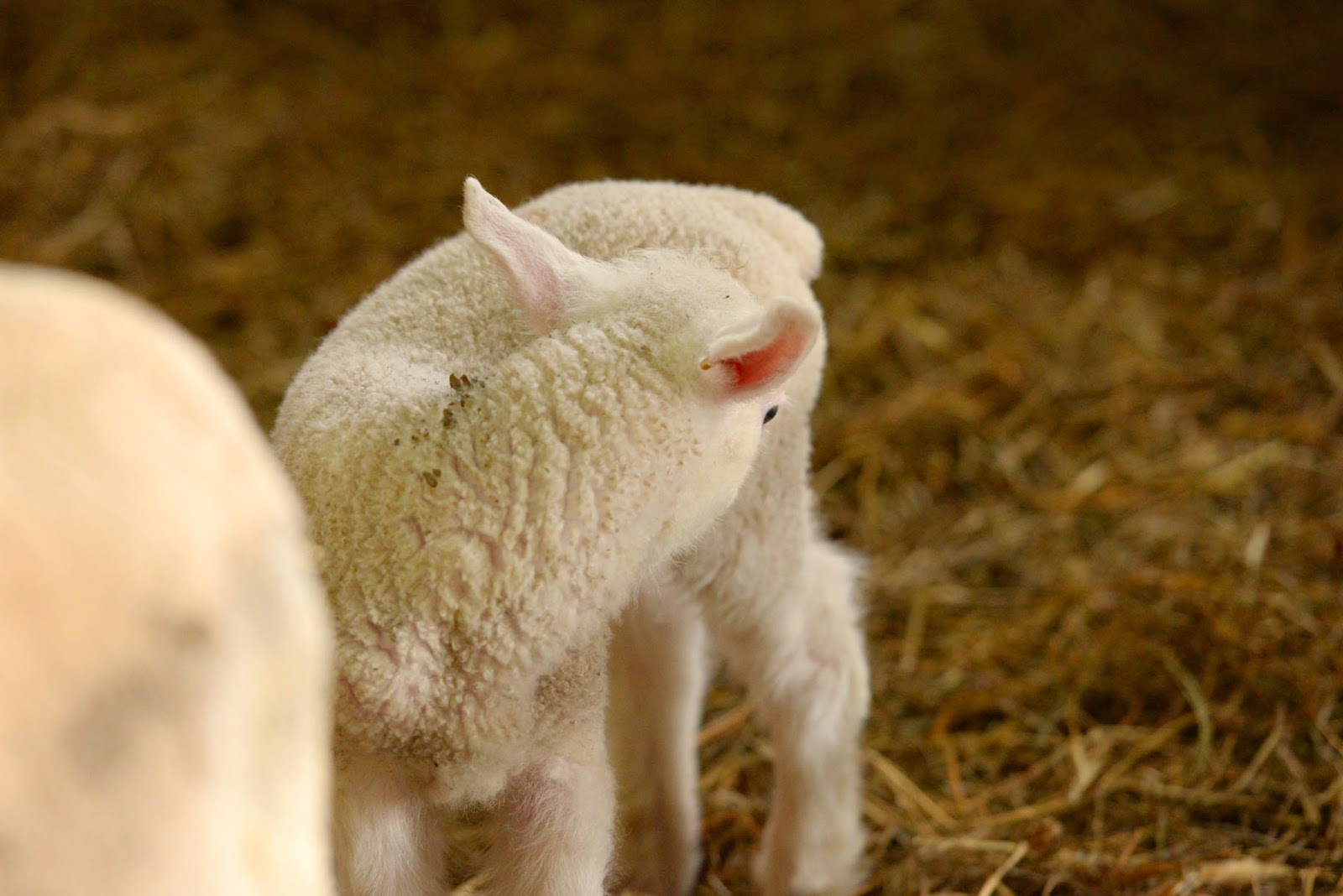 Punkin's Patch: Who IS That Cute Lambie?