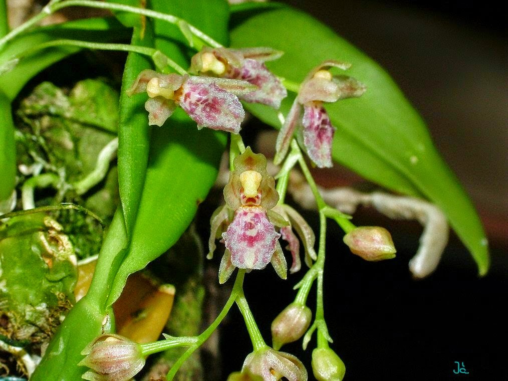 Asociación Jalisciense de Orquideología: Descripciones de Plantas (J-L)