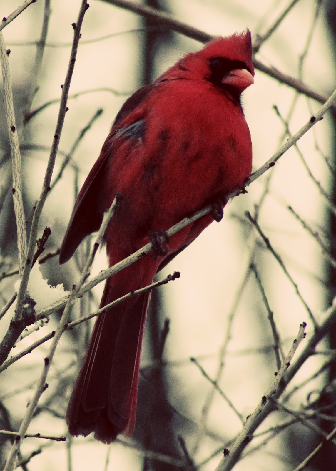 Ponderings of an Elect Exile: focused on Glory...Birds in the Snow