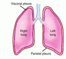 easyhumanatomy: Summary of pleura