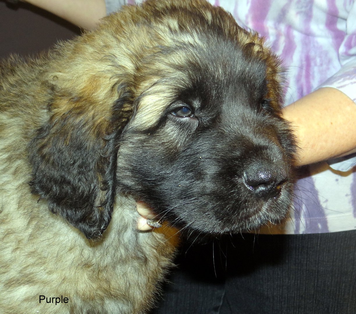 Heronview Leonbergers: Conformation shots of puppies