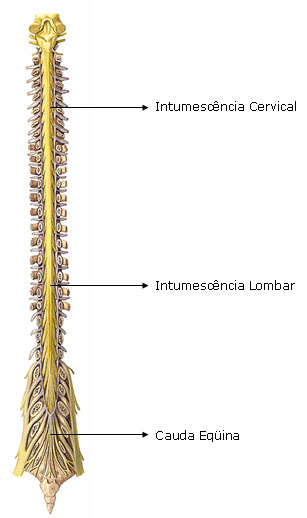 Medicina In Situ: NEUROANATOMIA - RESUMÃO