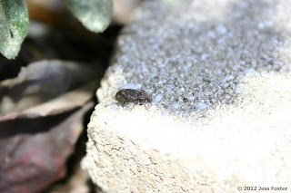 Sluggin' Along: Vegetable Weevil