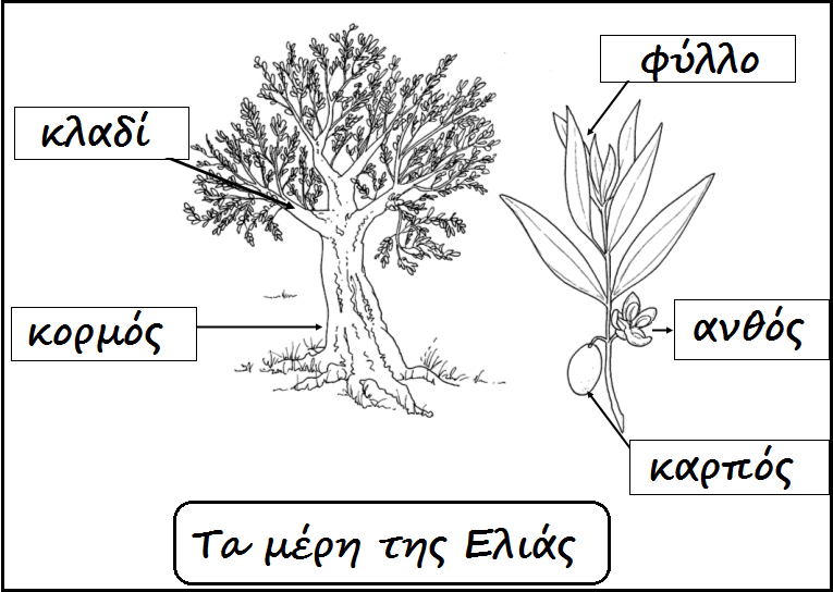 ΤΑ ΜΕΡΗ ΤΟΥ ΕΛΑΙΟΔΕΝΤΡΟΥ | Preschool worksheets, Greek language, School