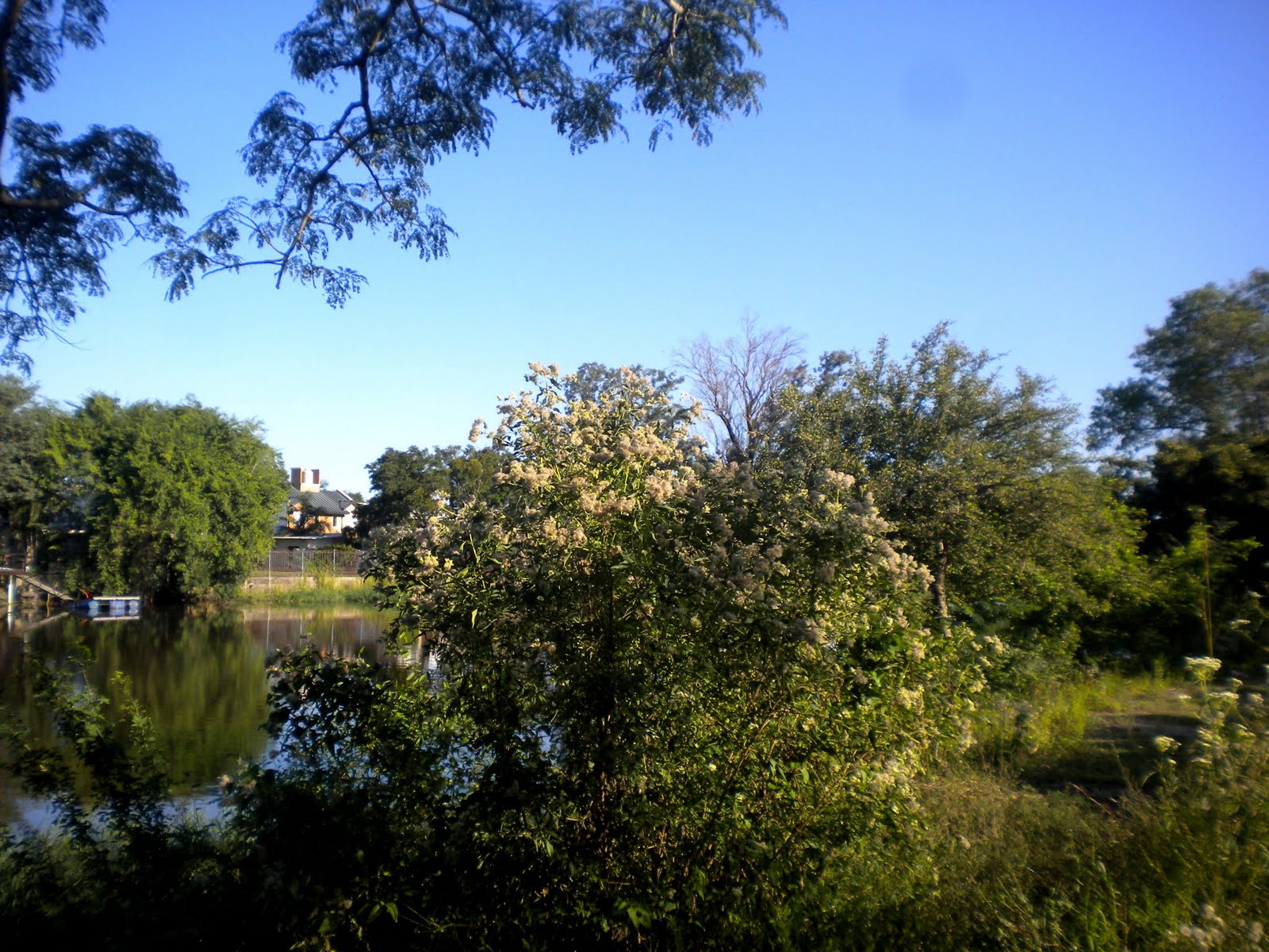 v e r d e c h a c o: Chilca