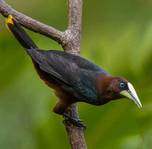 Chestnut-headed oropendola | American birds | Birds of India | Bird World
