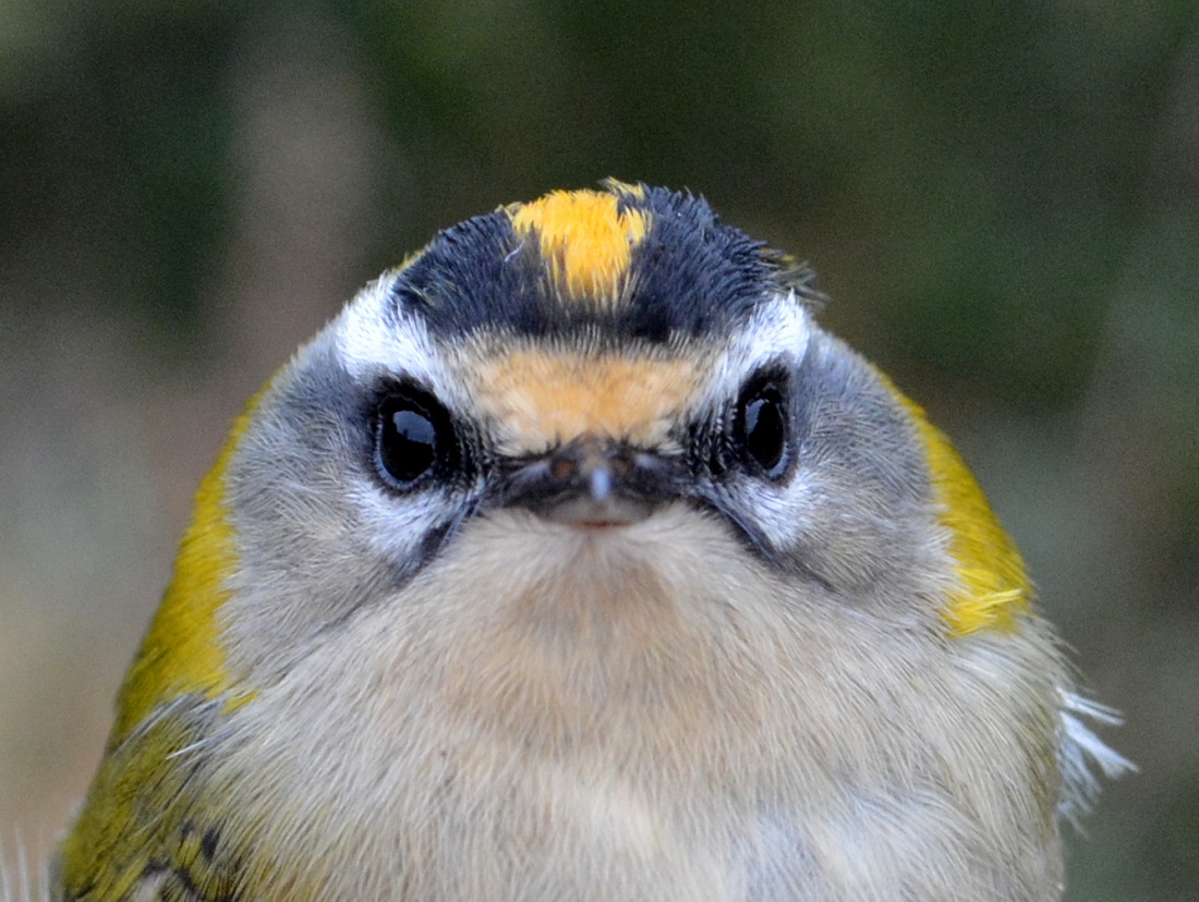 Two in a bush: A late morning Firecrest