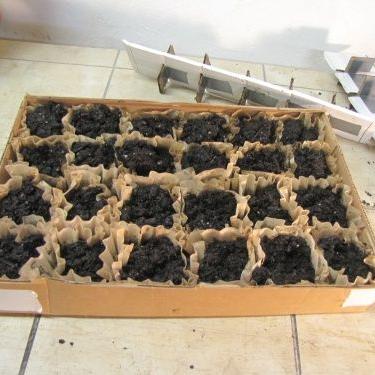 Vegetable Gardening with Mike the Gardener: Make a Seed Starting Tray ...