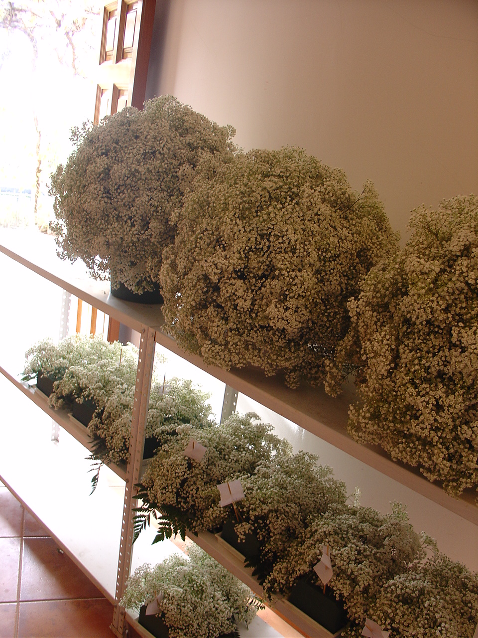 floWerlab: Una boda. Nubes de paniculata.