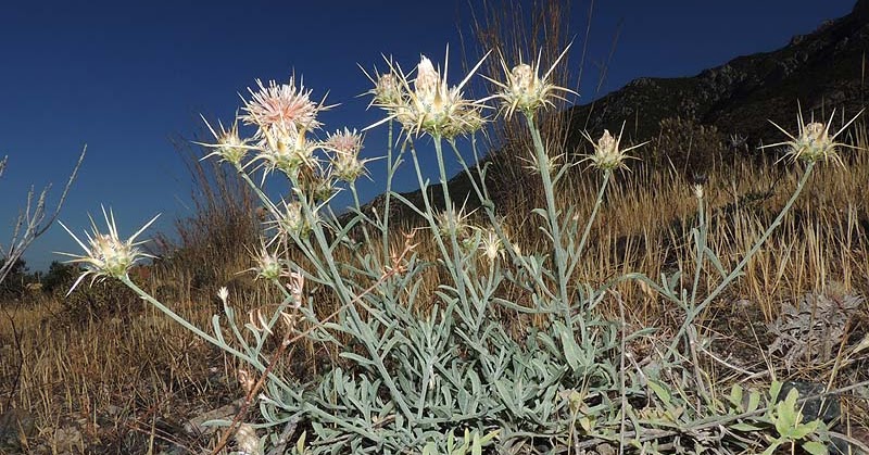 Flora Attica: Centaurea achaia subsp. corinthiaca