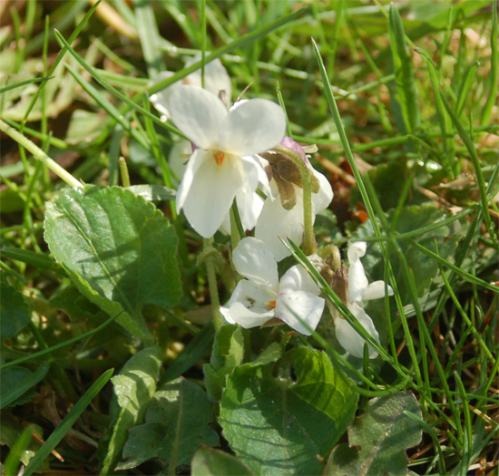 Michigan Wildflowers 2013
