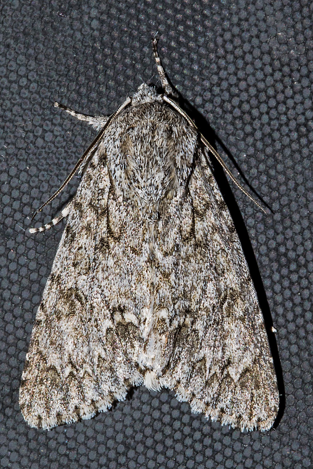 Butterflies, Dragonflies, Moths & other Insects: Sycamore Moth