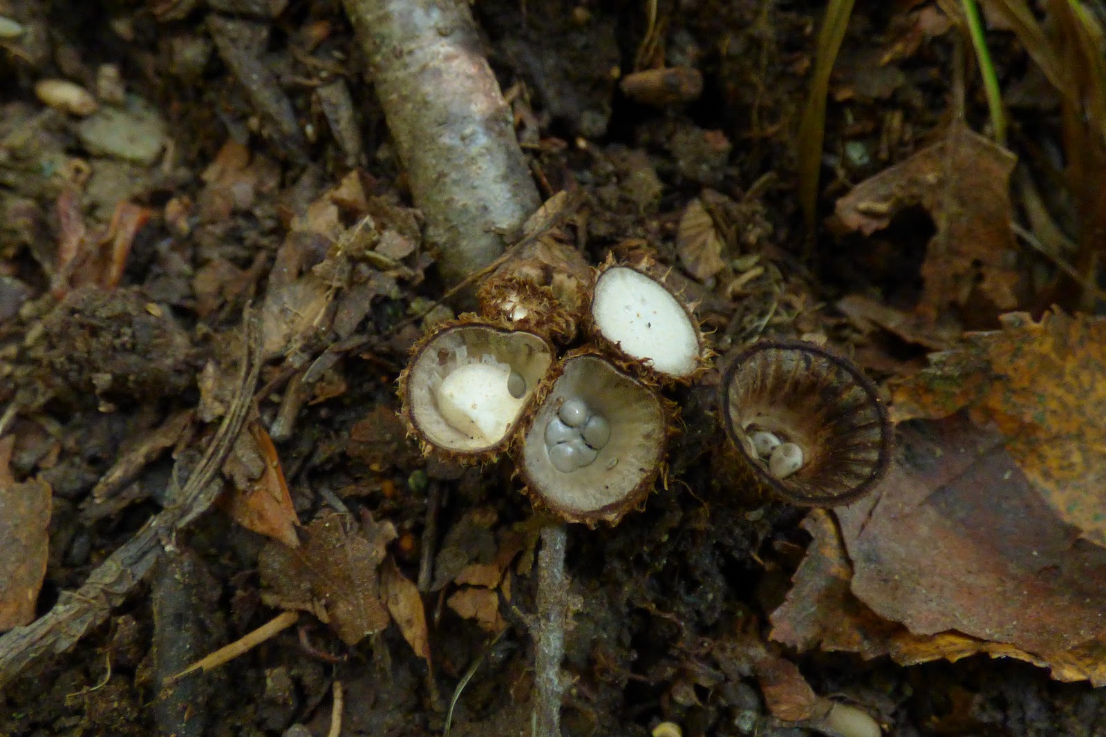 Setas y Hongos de Tineo : CYATHUS STRIATUS (Huds.) Pers.