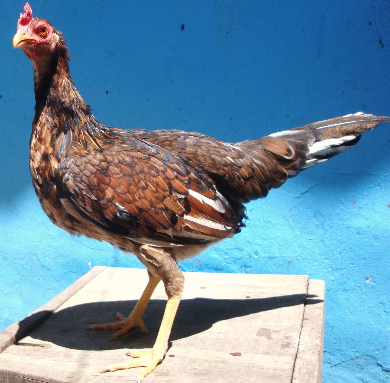 gallo colorado culimbo