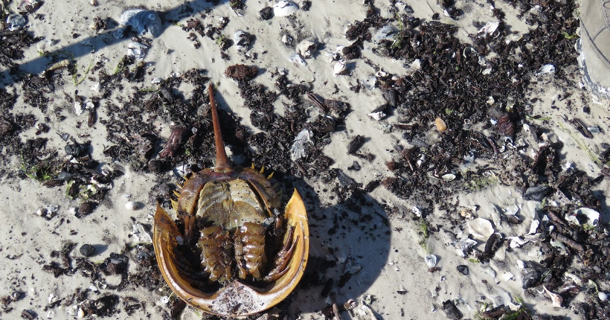 Bird & Travel Photos, Birding Sites, Bird Information: HORSESHOE CRAB ...