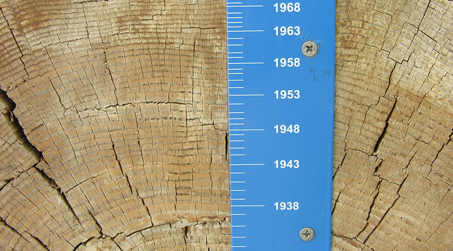 Enroque de ciencia: Dendrocronología, Arte y C-14