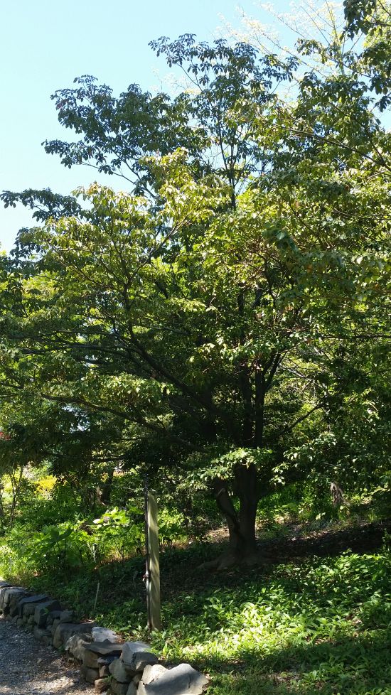 Future Plants by Randy Stewart: Wheel Tree